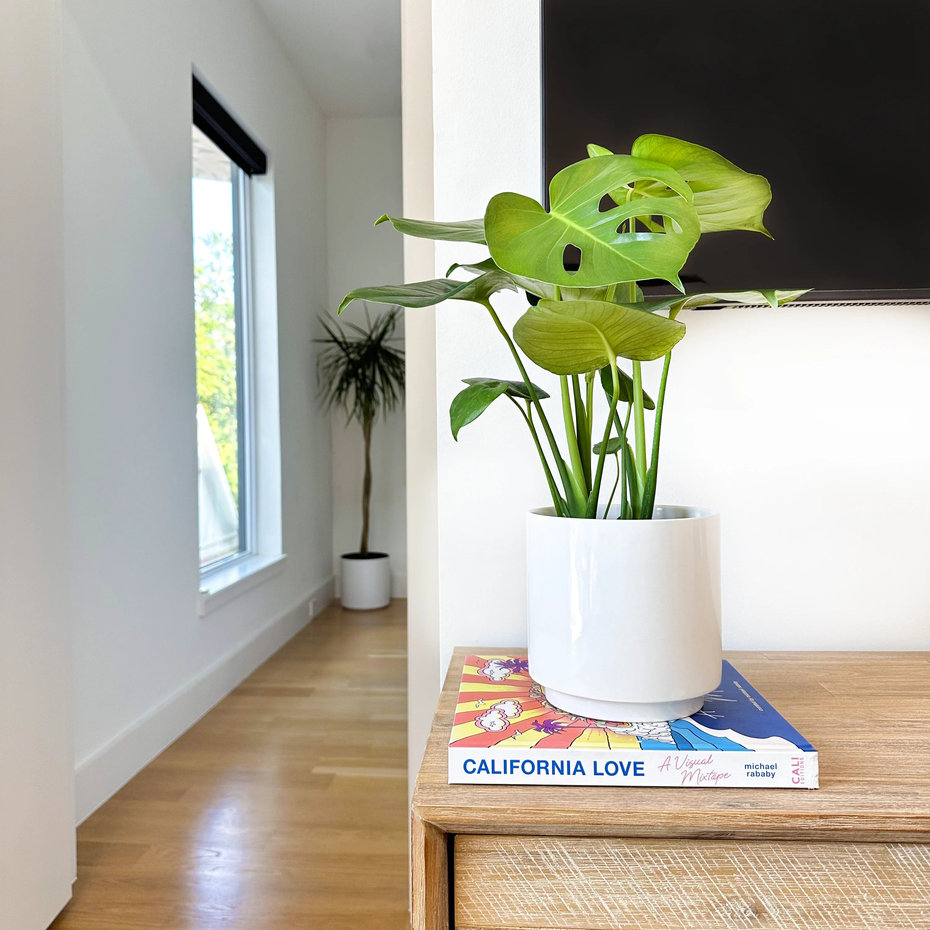 Monstera Swiss Cheese Plant | Popular Tropical House Plants Delivered ...