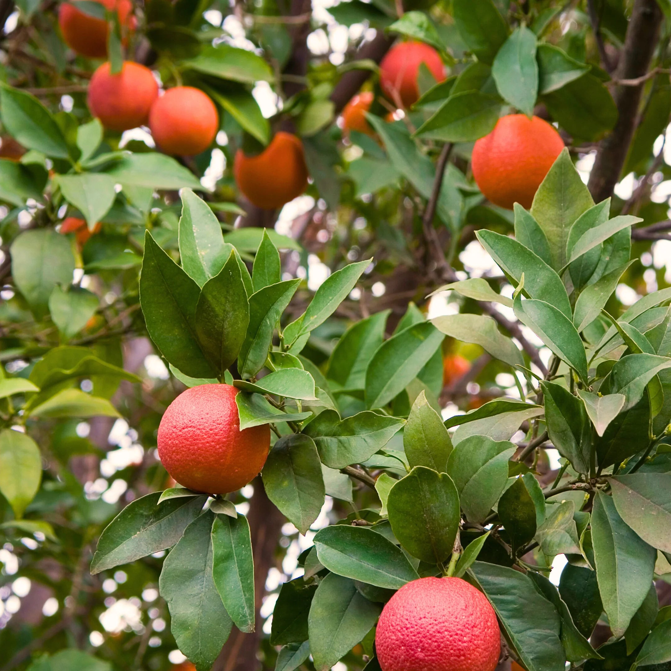 Moro Blood Orange Tree | Citrus for Indoor or Outdoor Planting – Simply ...