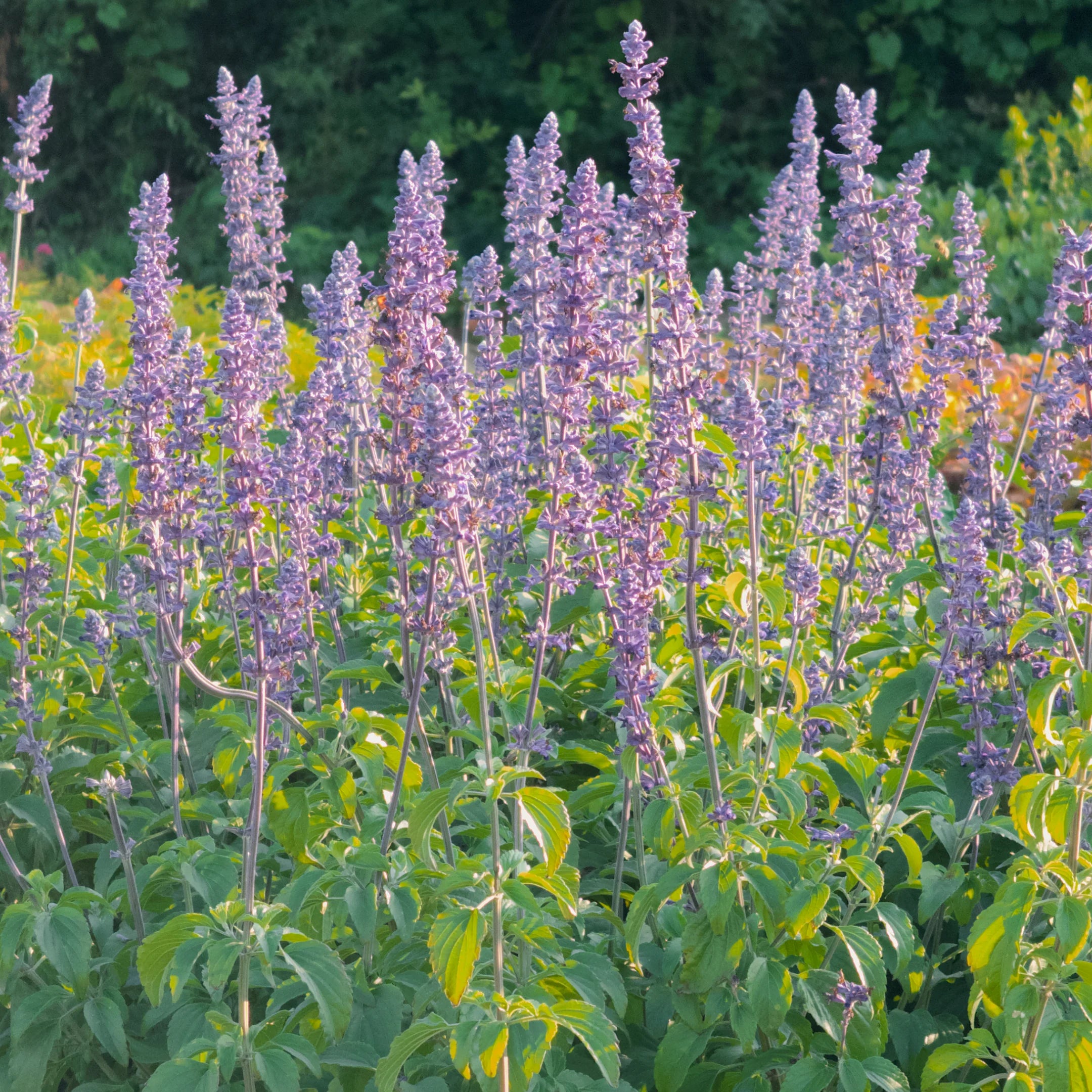 Mystic Spires Salvia - Perennial Beauty for Pollinators – Simply Trees