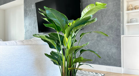 Simply Trees - America's Premier Online Nursery & Garden Center