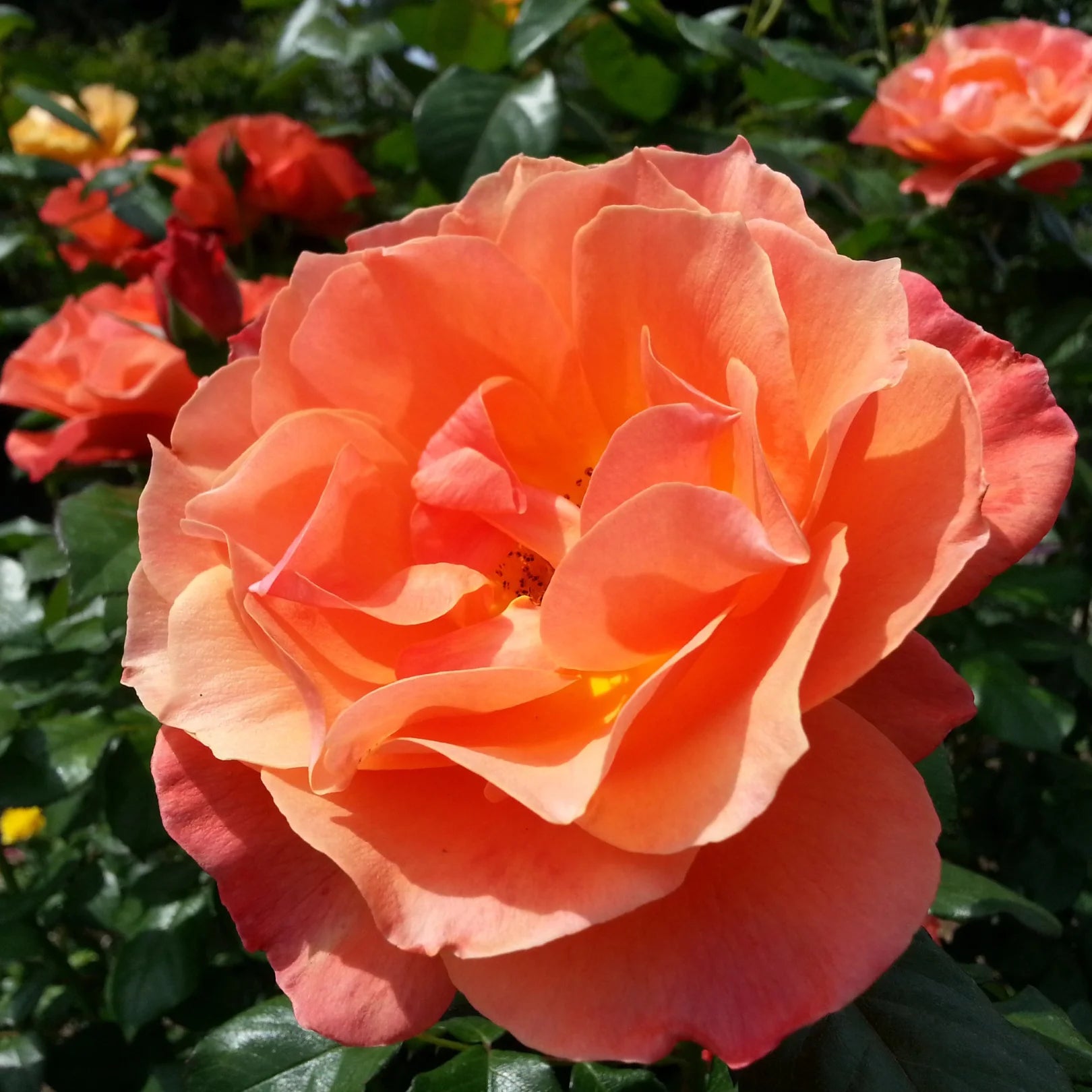 Orange Glow Knock Out Rose Tree | Low Maintenance Roses – Simply Trees