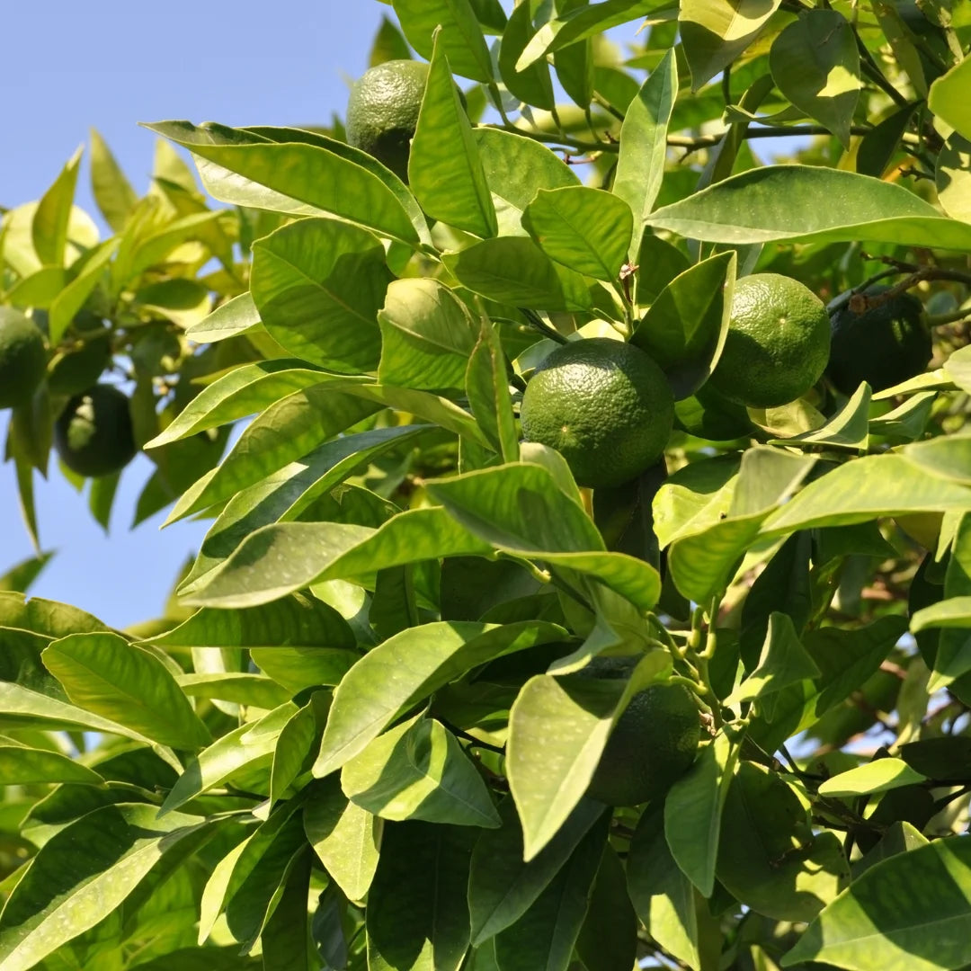 Persian 'Bearss' Lime Tree | Seedless Lime Tree – Simply Trees