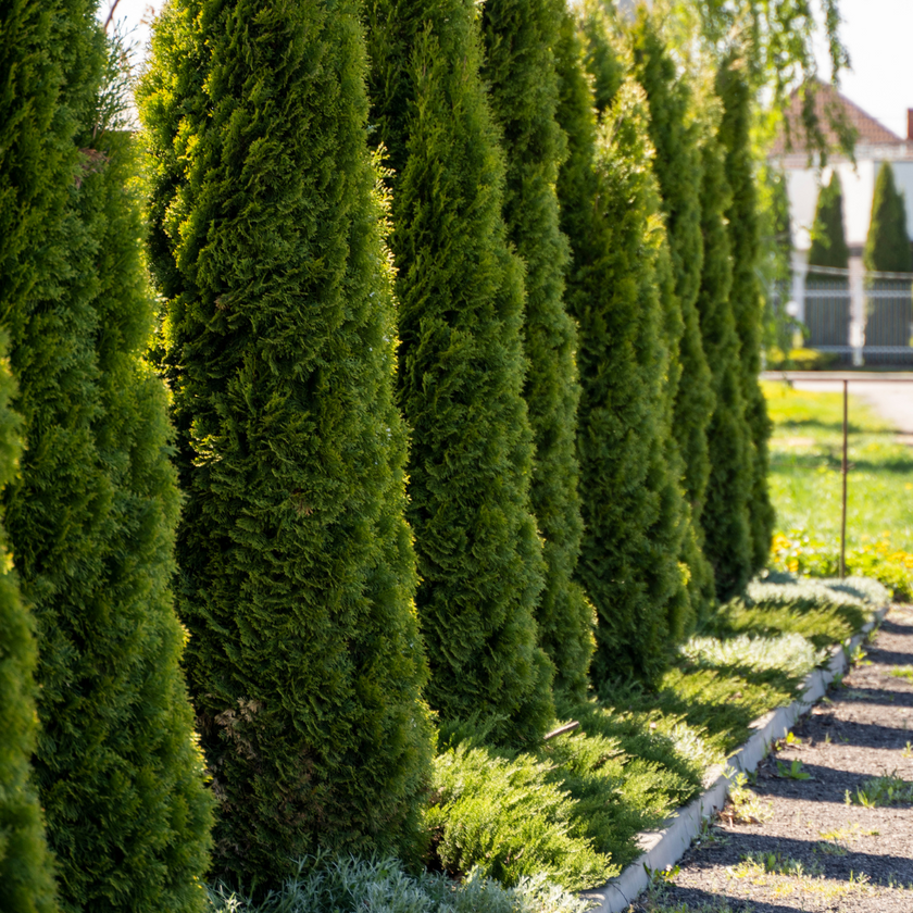 Emerald Green Arborvitae | Fast Growing Evergreen Privacy Tree – Simply ...