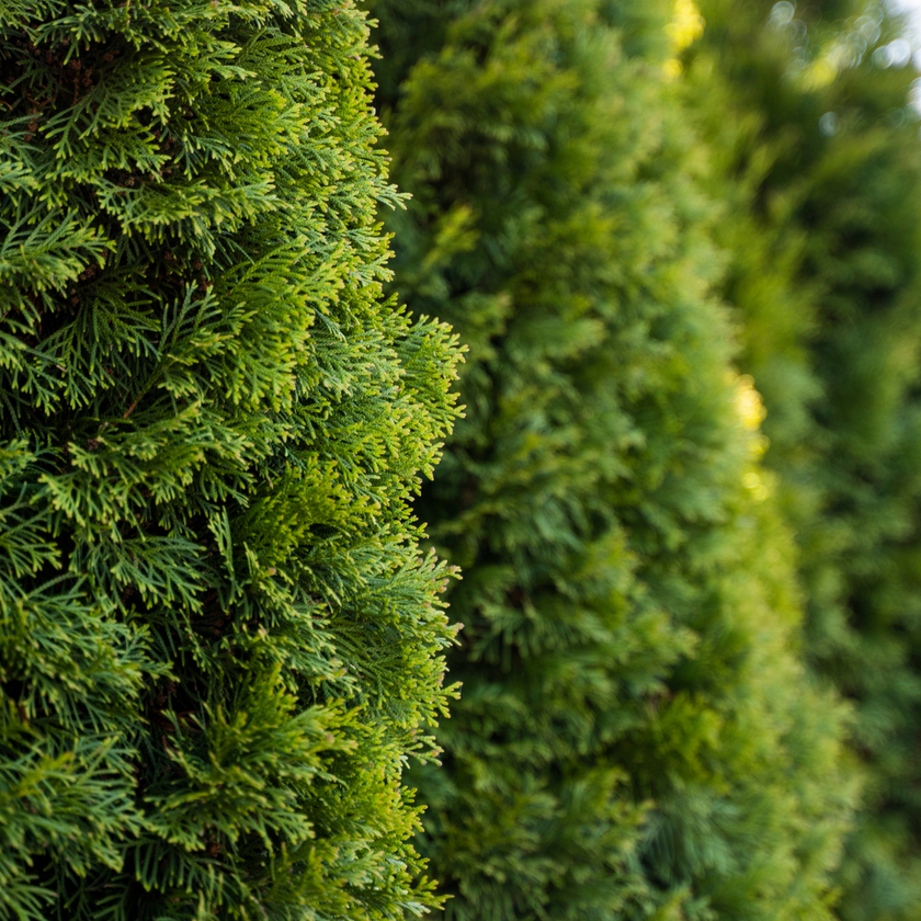 Emerald Green Arborvitae | Fast Growing Evergreen Privacy Tree – Simply ...