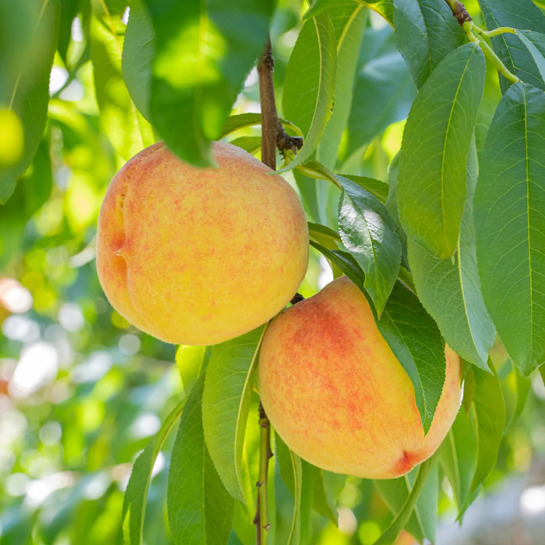 Ranger Peach Tree | Cold Hardy Freestone Peach – Simply Trees