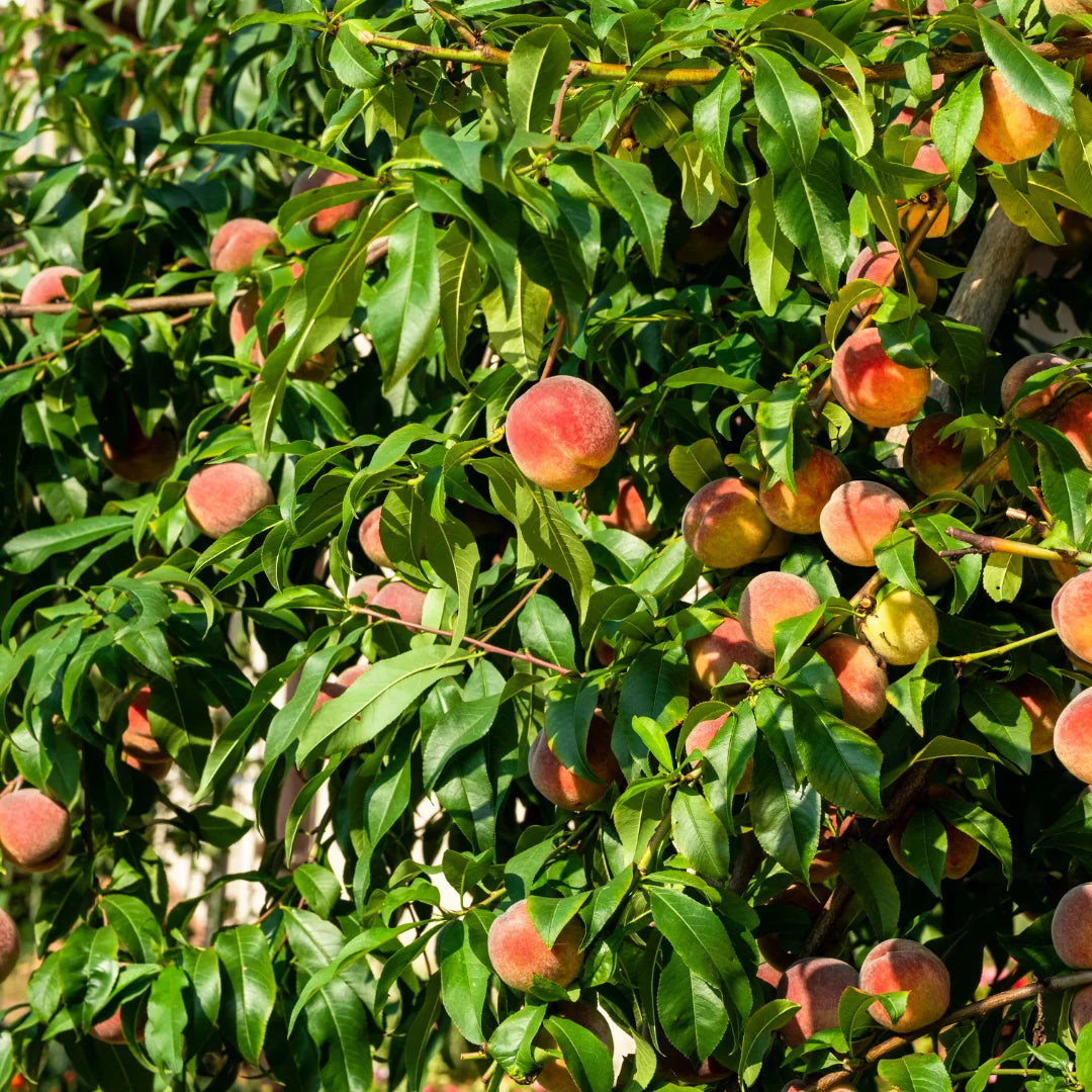 Rio Grande Peach Tree | Low Chill Freestone Peach – Simply Trees