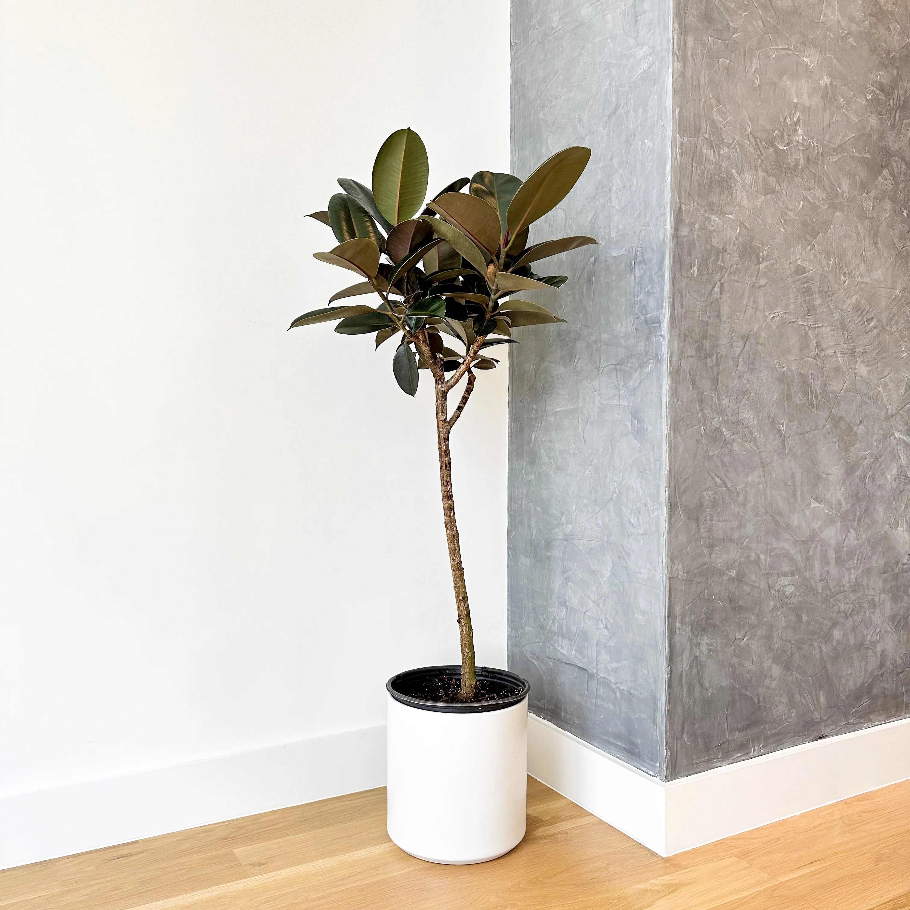 Rubber Tree | Tall House Plant for Modern Homes – Simply Trees