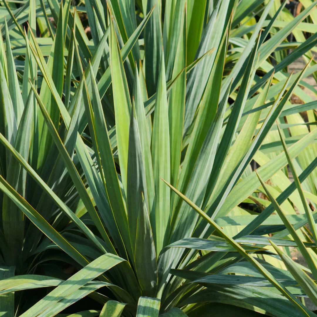 Soft Leaf Yucca for Sale | Yucca recurvifolia | Drought-Tolerant ...