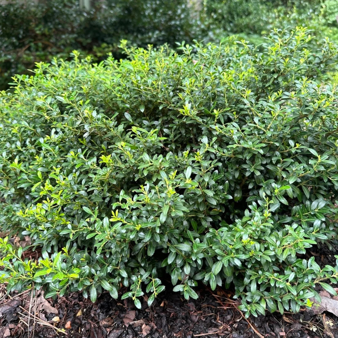 Soft Touch Holly Shrub | Compact Evergreen for Borders - Simply Trees
