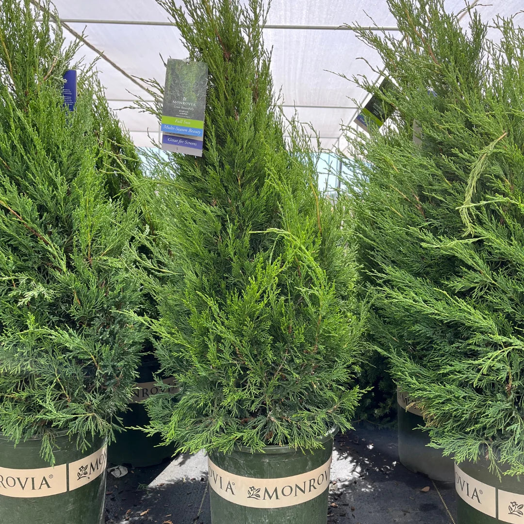 Spartan Juniper | Evergreen Privacy Solution – Simply Trees