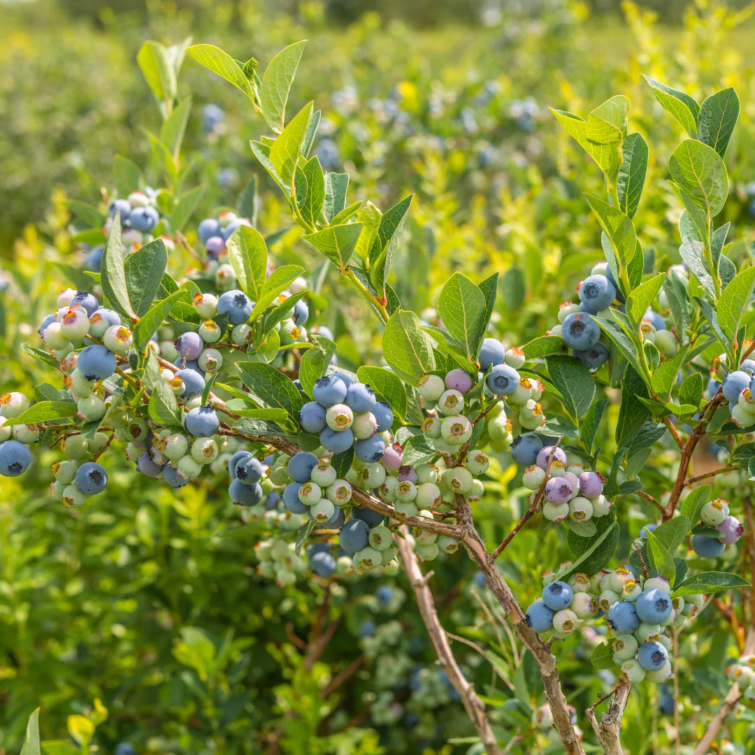Sweetheart Blueberry Bush | Sweet, Extended Harvest Blueberry Plant ...
