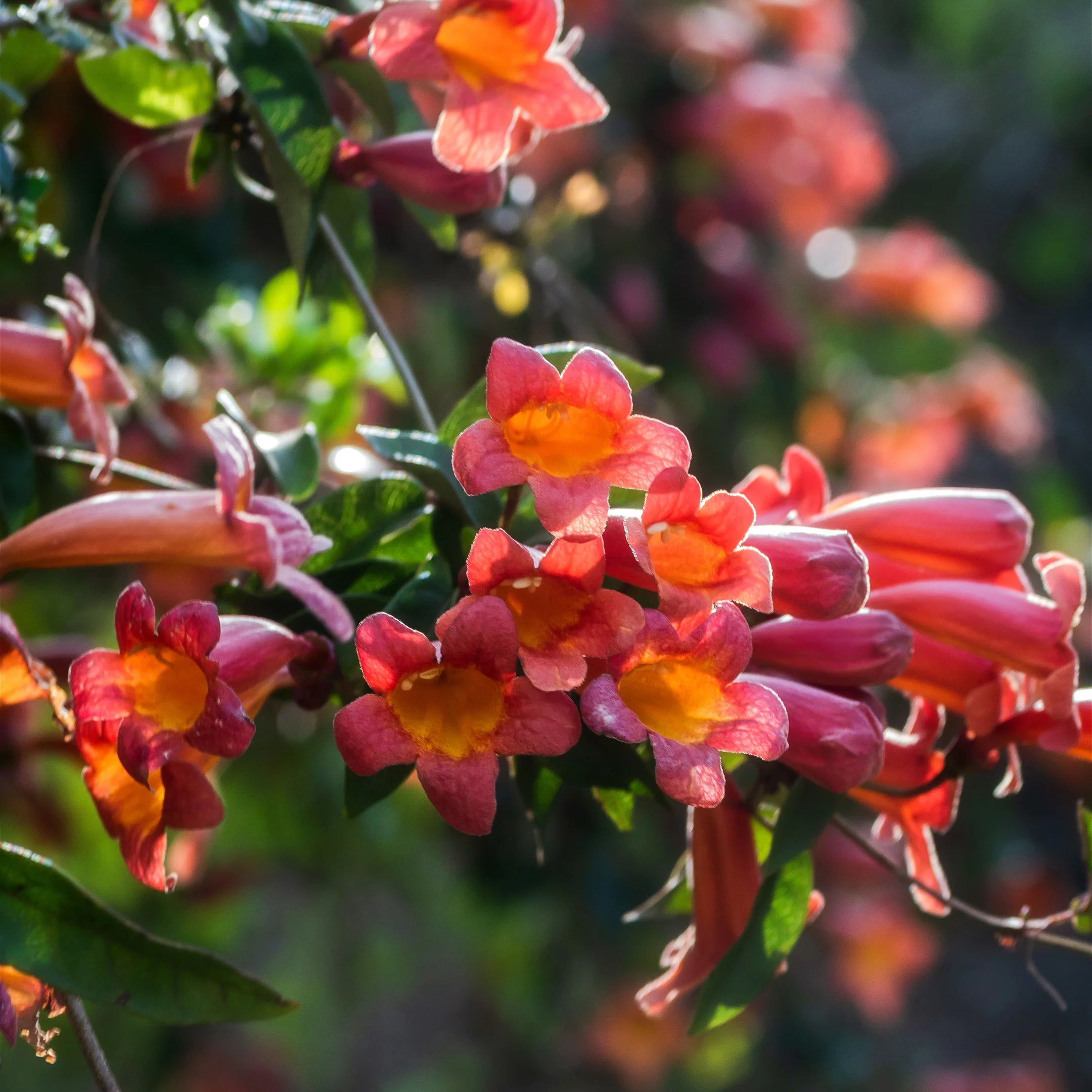 Tangerine Beauty Crossvine | Fast Growing Climbing Vine – Simply Trees