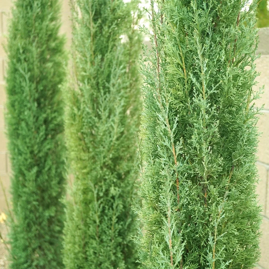 Tiny Tower Italian Cypress | Compact Italian Cypress, Evergreen Trees ...