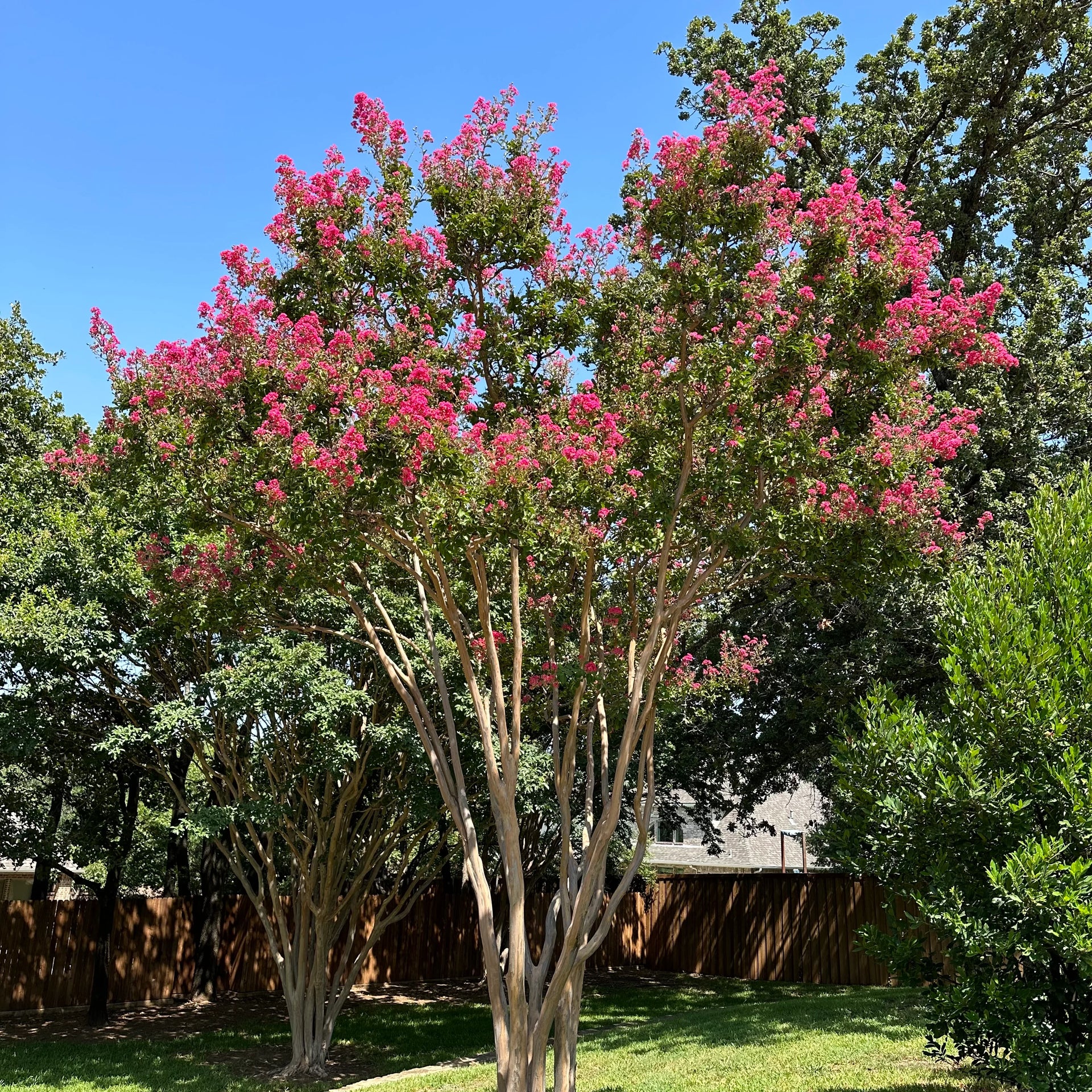 Crape Myrtle Trees