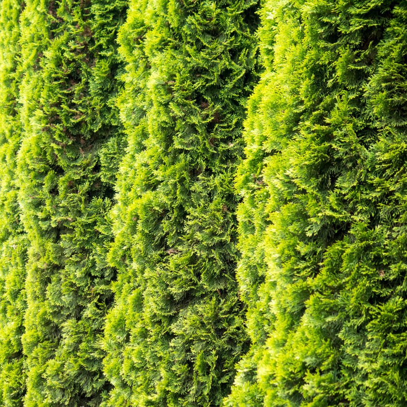 Best Online Store to Buy Plants & Trees – Simply Trees