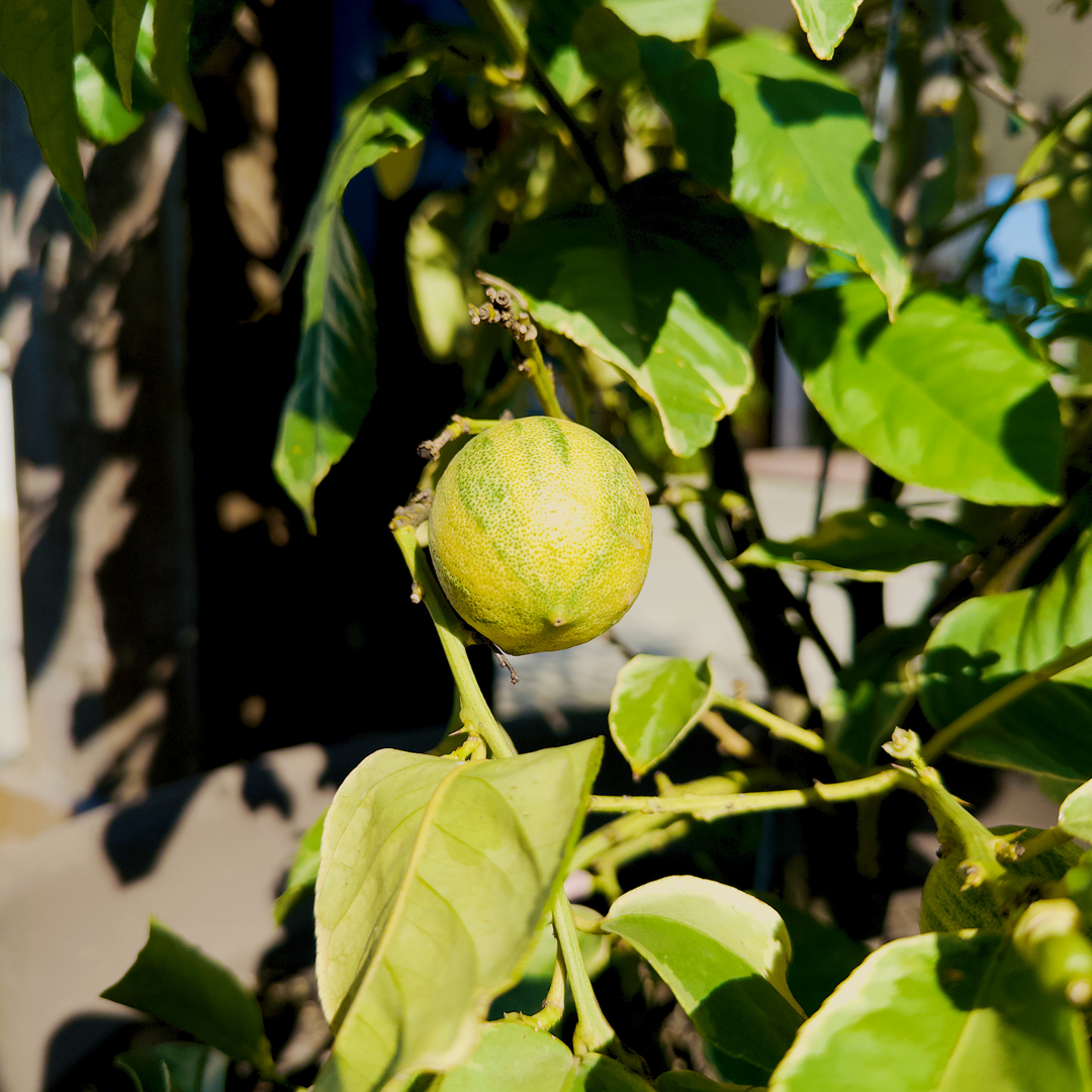 Pink Eureka Lemon Tree | Pink Lemonade Lemon Tree – Simply Trees