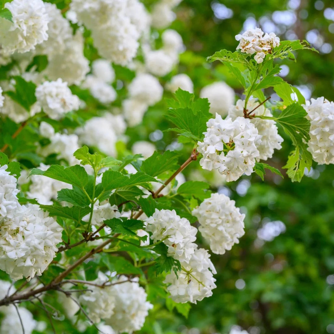 Viburnum Snowball Bush | Large White Flowering Shrub – Simply Trees