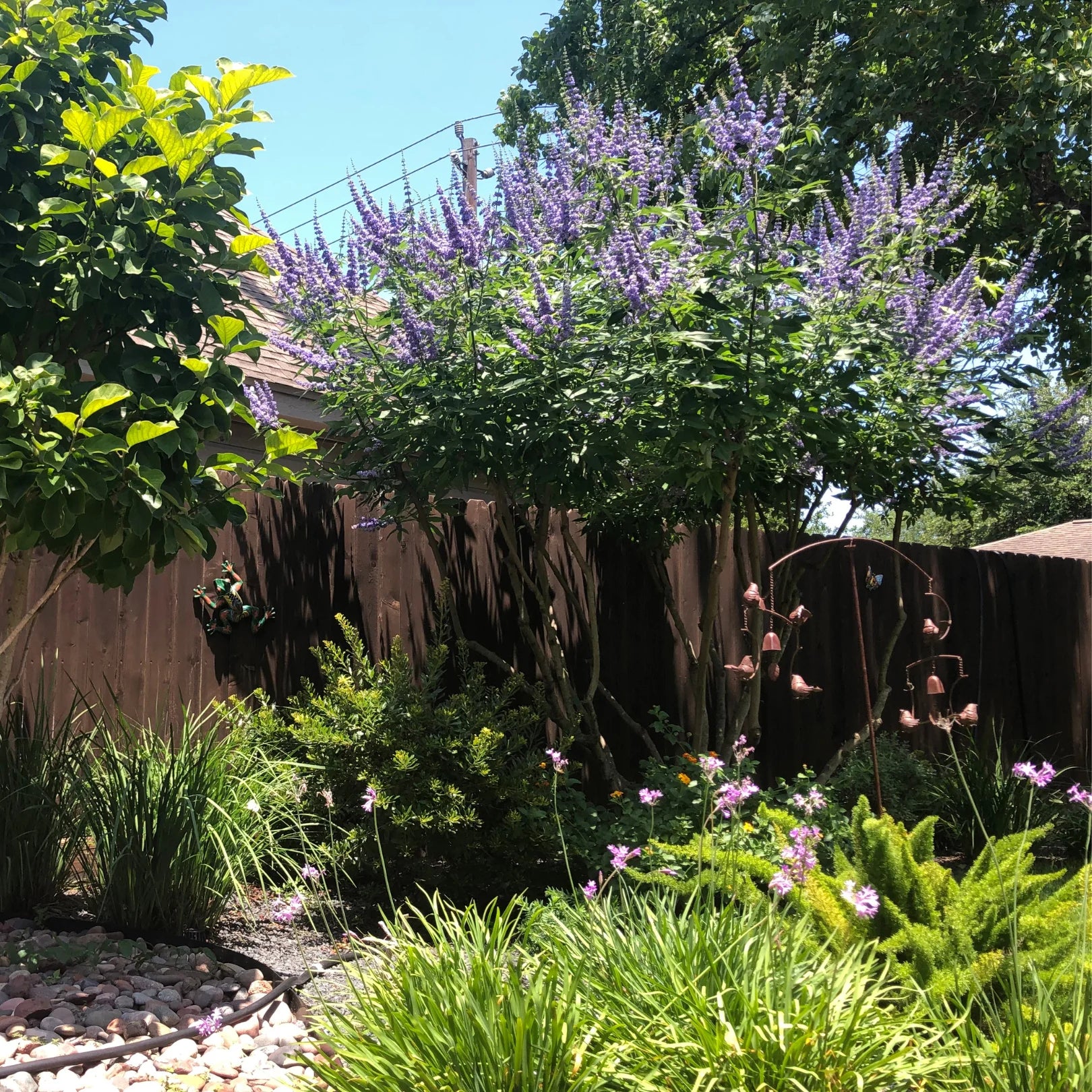 Vitex Chaste Tree for Sale: Drought Tolerant – Simply Trees