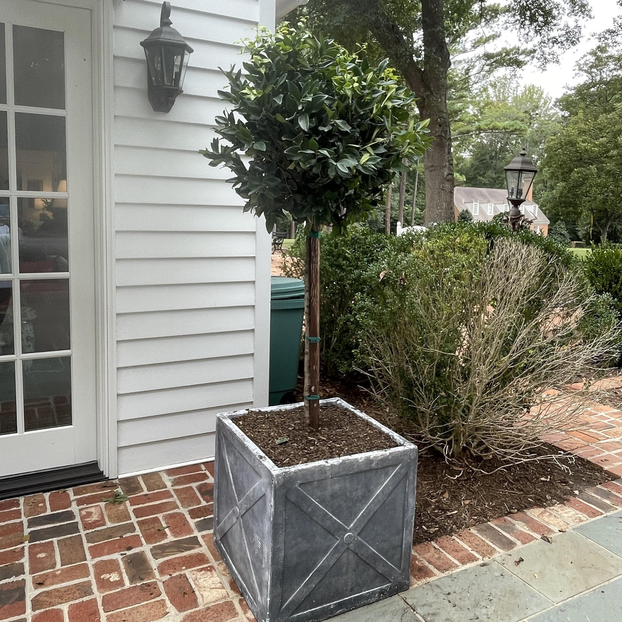 Wax Leaf Privet Topiary Tree for Patios - Simply Trees