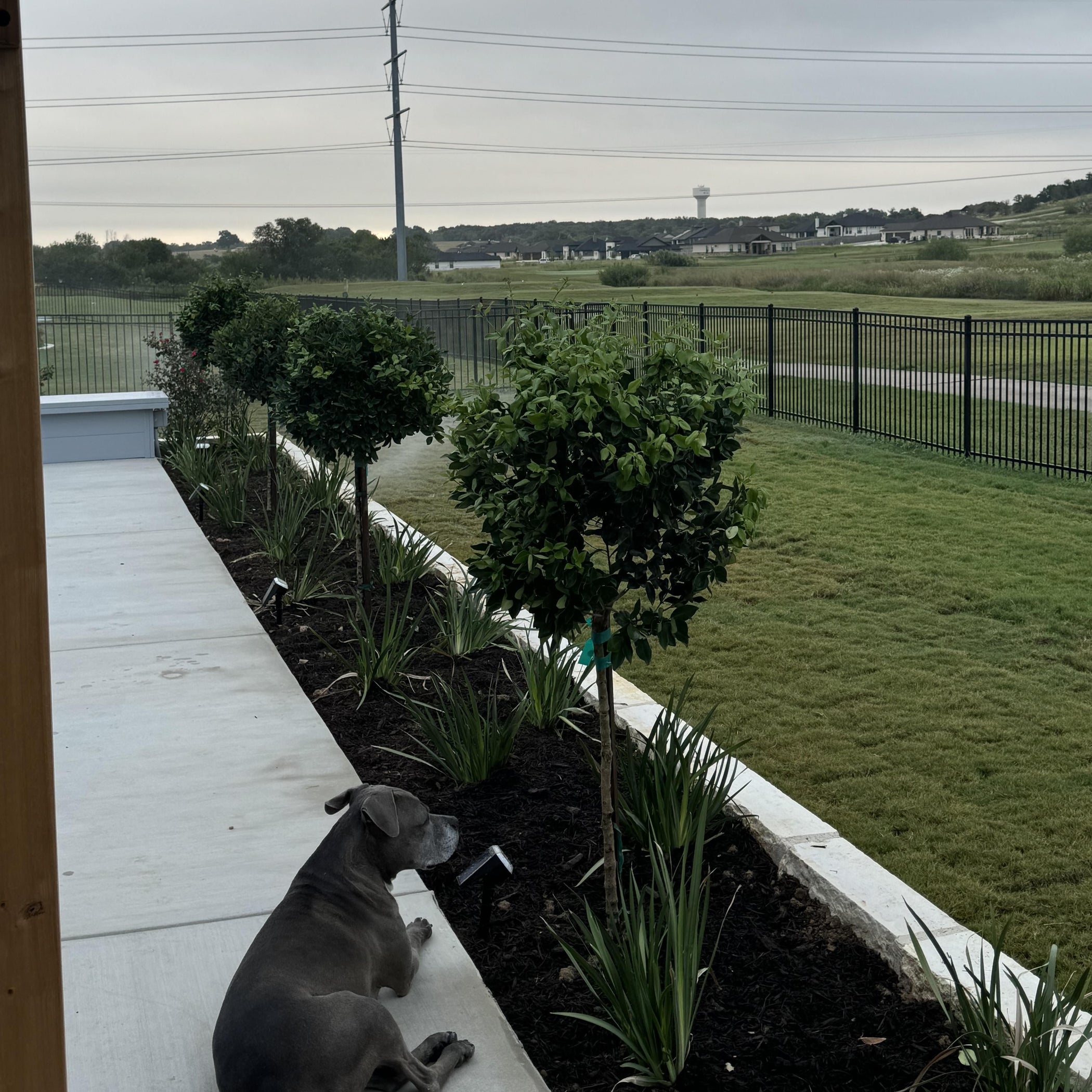 Waxleaf Privet Tree | Topiary Tree for your Patio – Simply Trees