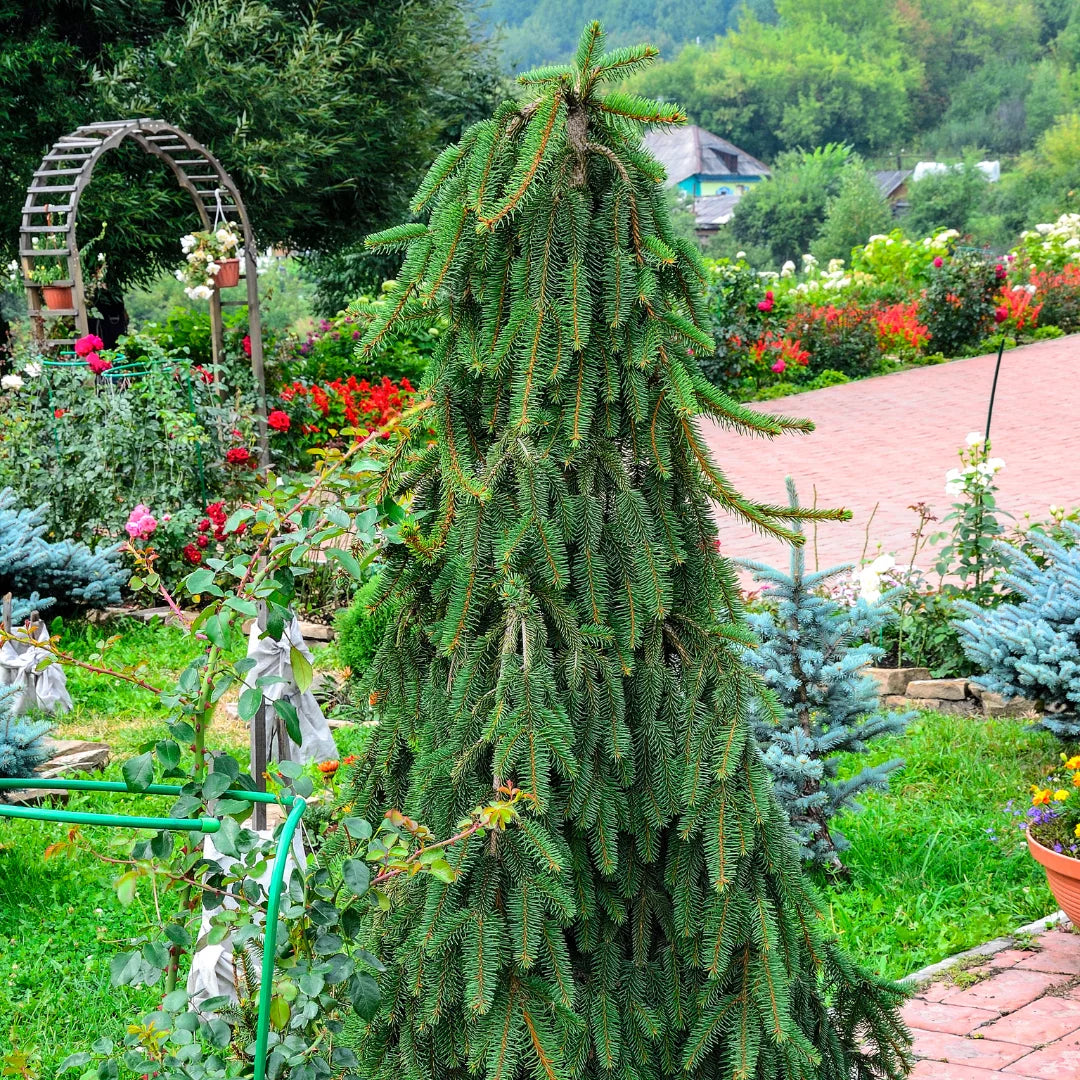 Weeping Norway Spruce Tree | Unique Cascading Evergreen – Simply Trees
