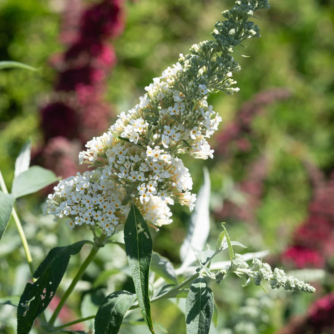 White Butterfly Bush | Fragrant Blooms & Pollinator-Friendly Shrub ...