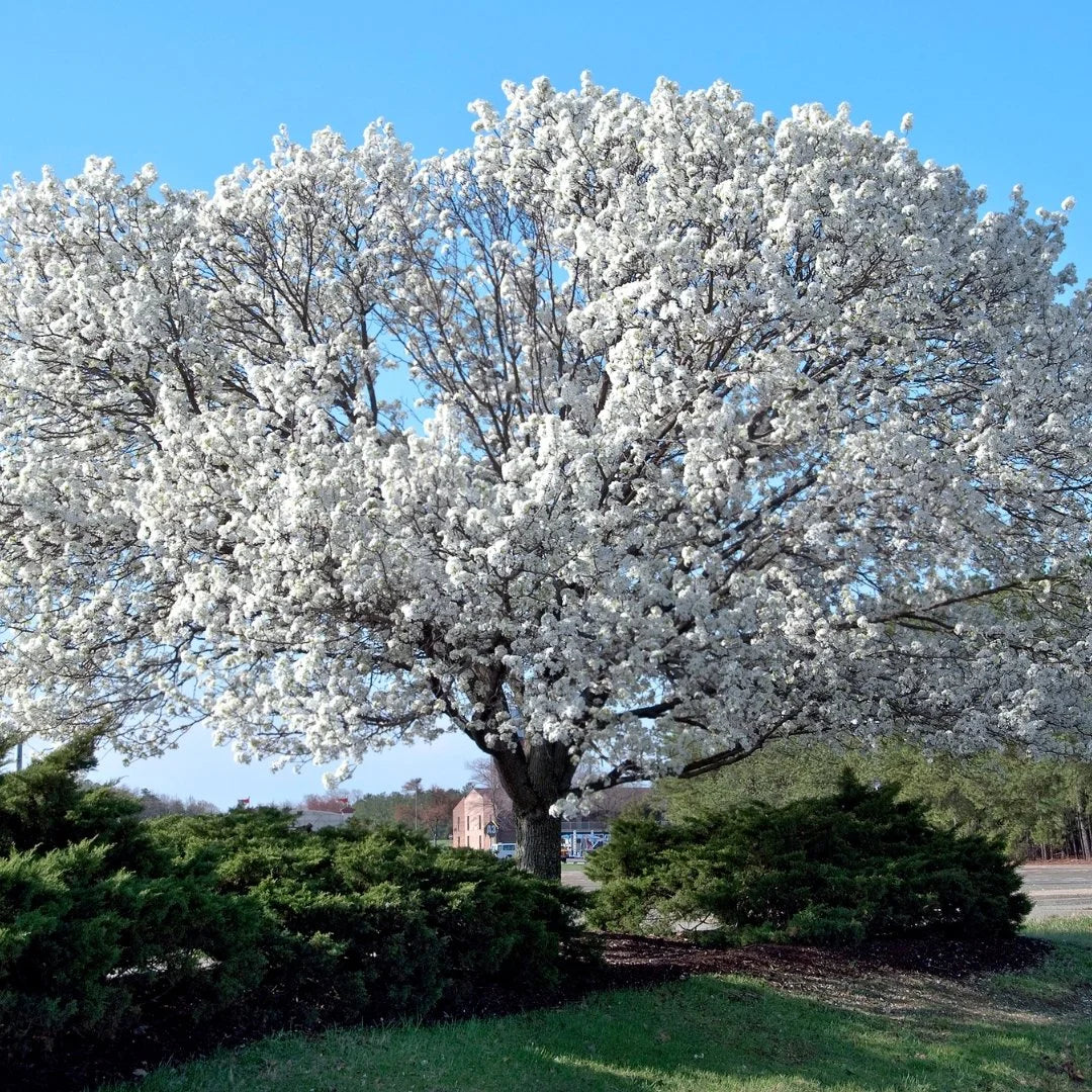 White Dogwood Tree for Sale | Beautiful White Blooms & Fall Foliage ...
