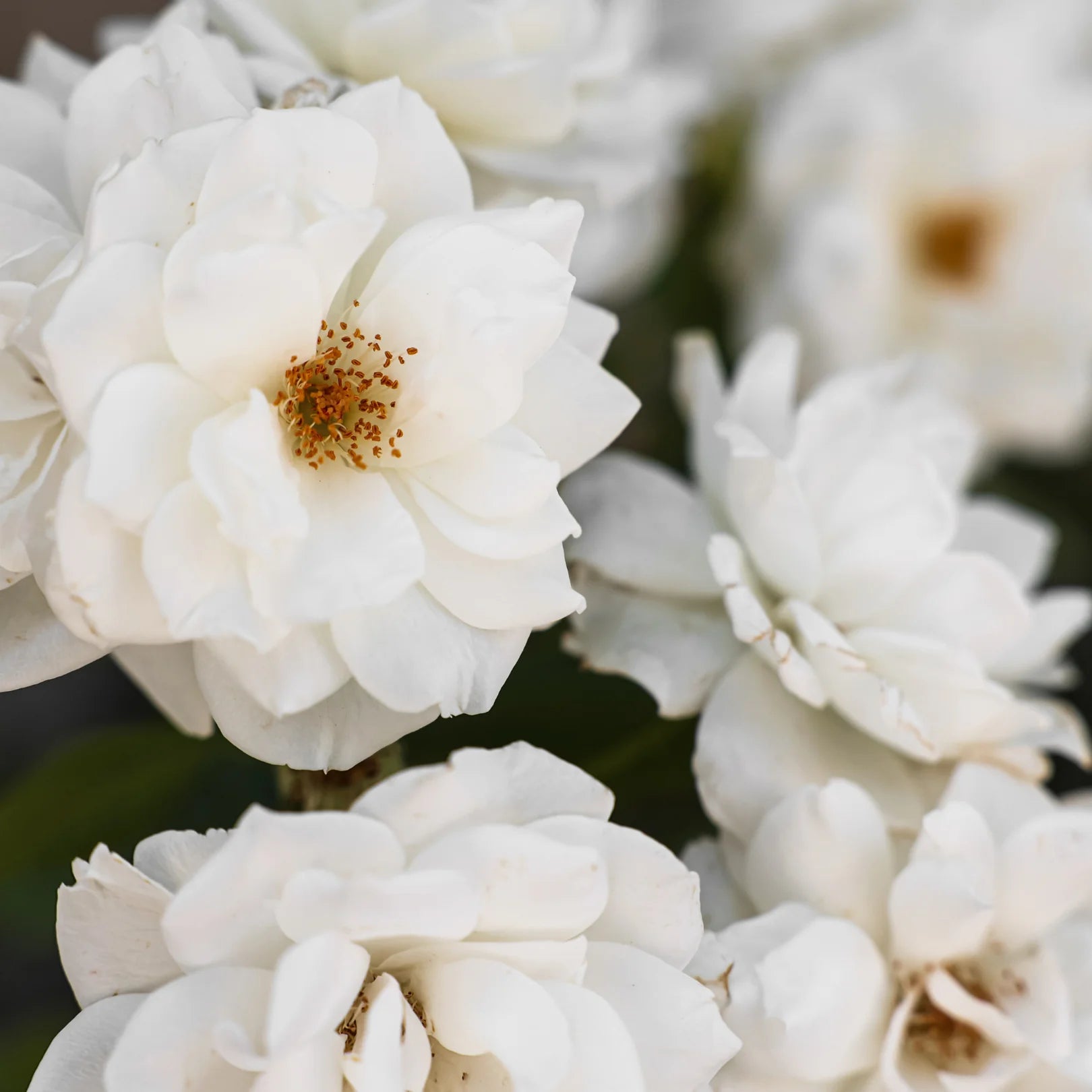 White Drift Rose Bush | Beautiful White Blooming Rose Bush – Simply Trees