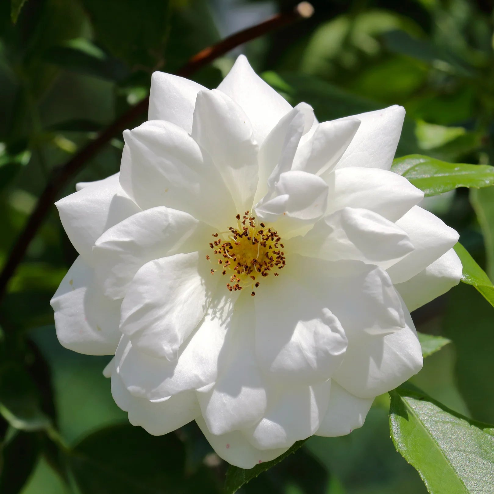 White Iceberg Rose Tree | White Rose Tree with Honey Scented Blooms ...