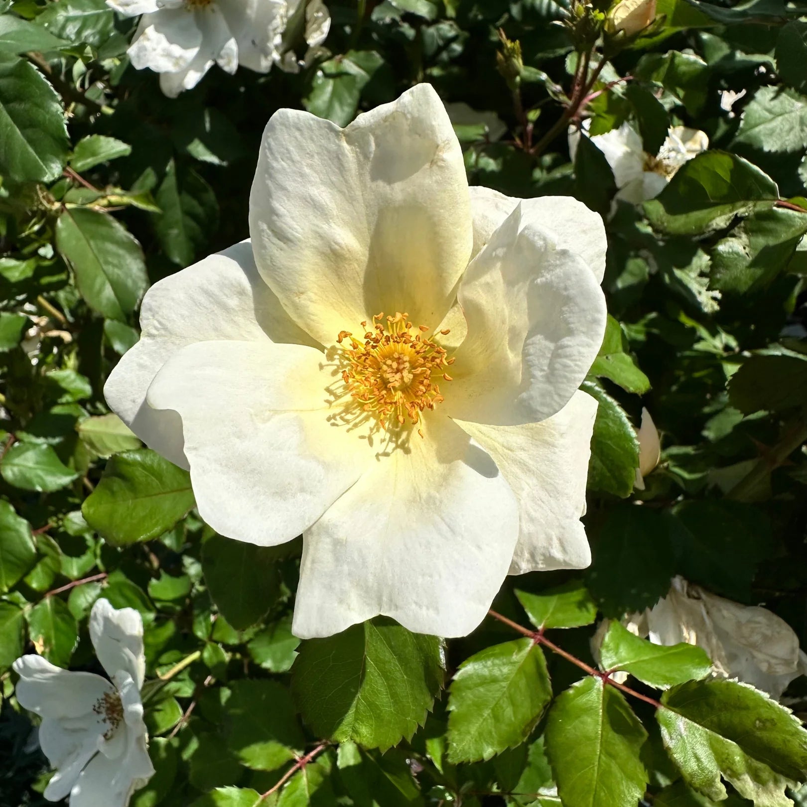 White Knock Out® Rose Tree – Simply Trees
