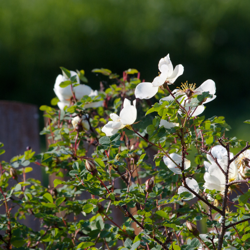 White Knock Out Rose Bush | Popular Rose Bushes Delivered – Simply Trees