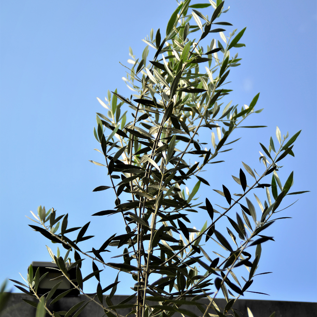 Wilson Olive Tree | Semi Fruitless Olive Tree – Simply Trees