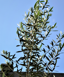 Wilson Olive Tree - Olea Europaea Wilsonii – Simply Trees