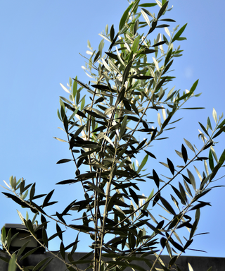 Wilson Olive Tree - Olea Europaea Wilsonii – Simply Trees