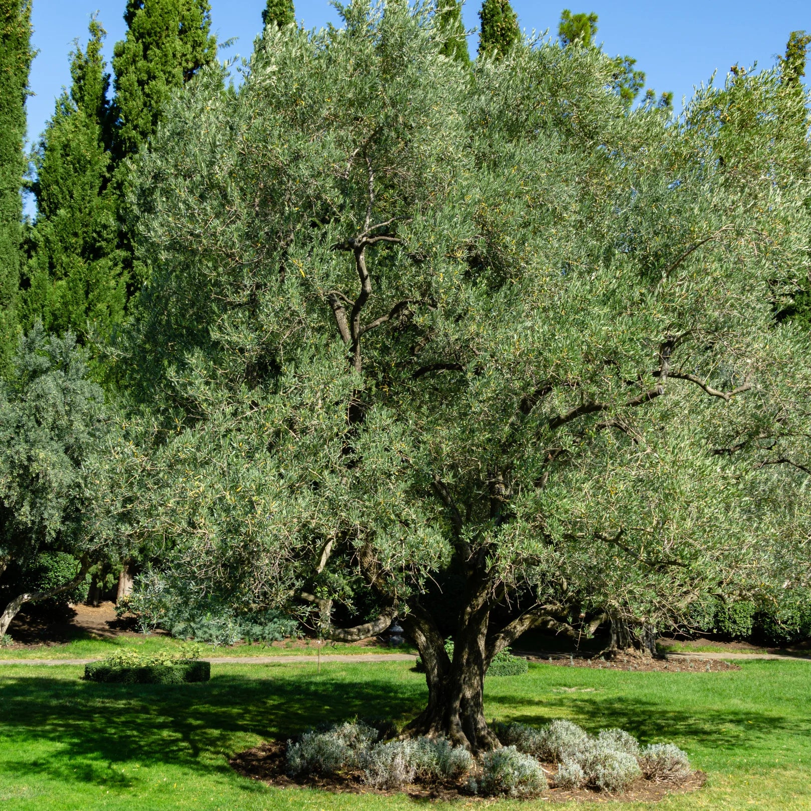 Wilson Olive Tree - Olea Europaea Wilsonii – Simply Trees