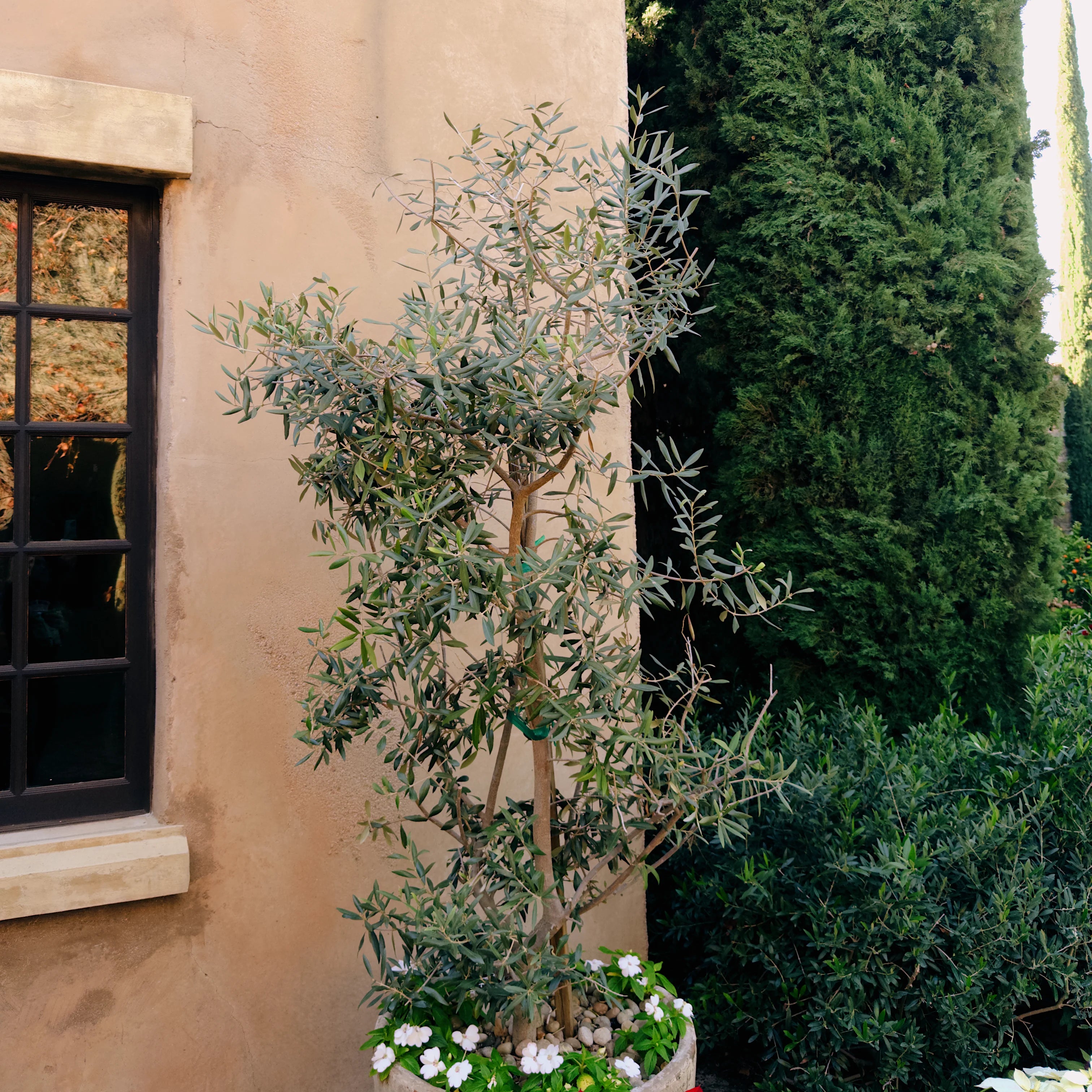 Wilson Olive Tree | Semi Fruitless Olive Tree – Simply Trees