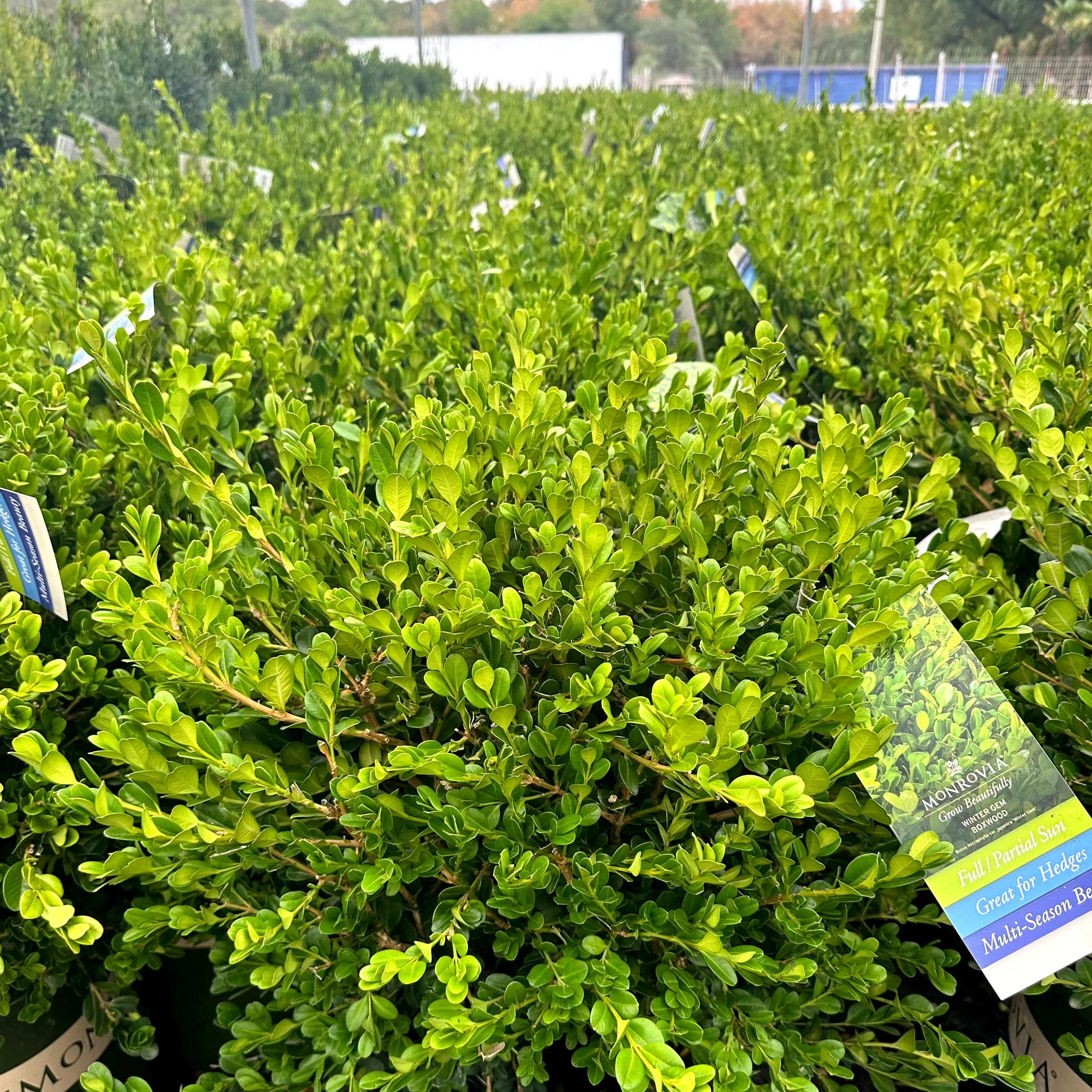 Winter Gem Boxwood | Evergreen Shrubs and Hedges – Simply Trees
