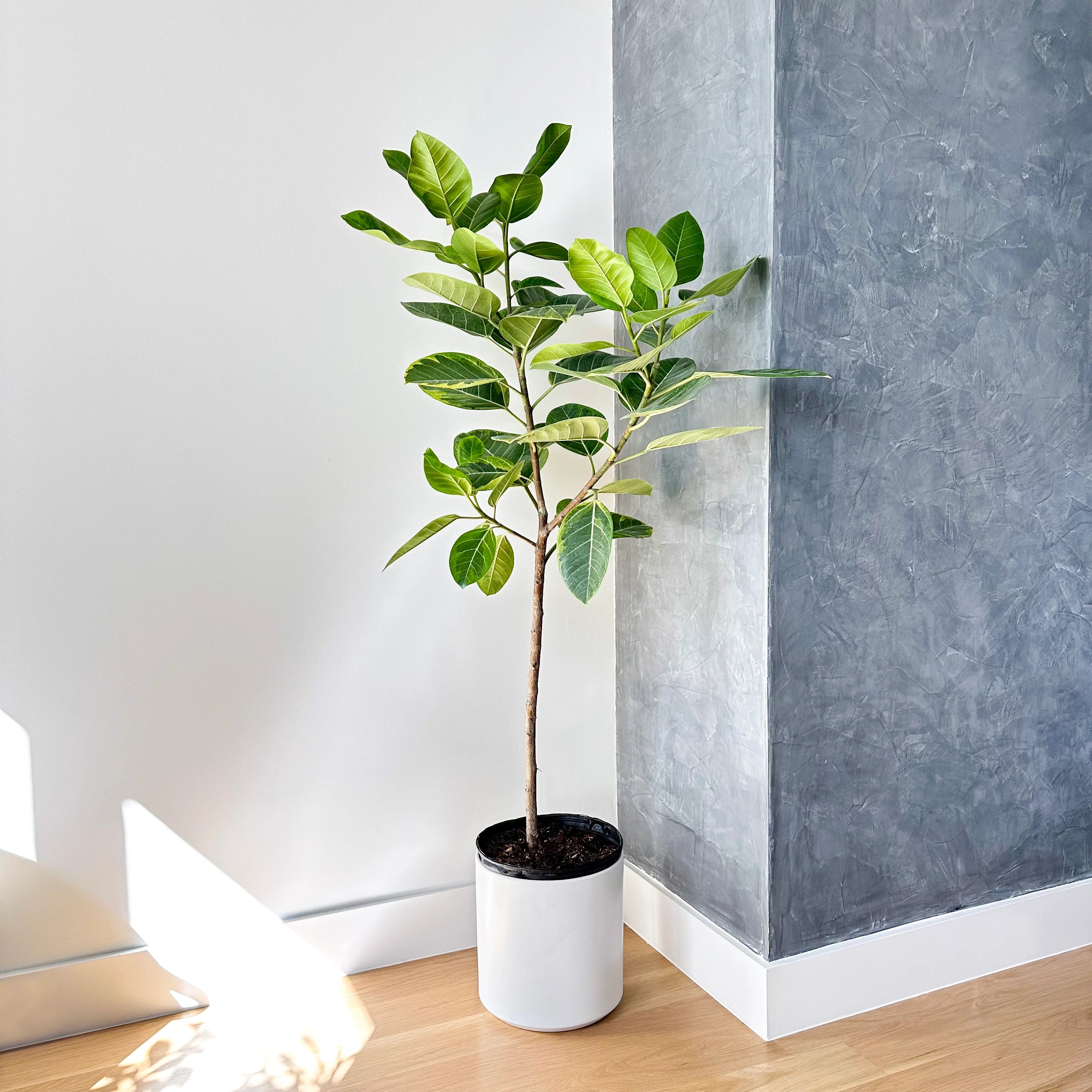 Yellow Gem Tree | Extra Large Plants for Home – Simply Trees