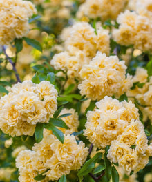 Yellow Lady Banks Climbing Rose | Thornless, Yellow Climbing Rose ...