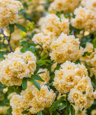 Yellow Lady Banks Climbing Rose | Thornless, Yellow Climbing Rose ...