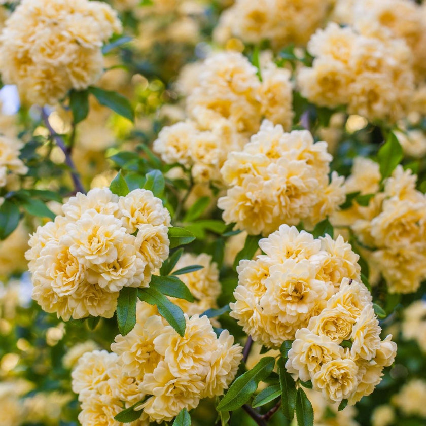 Yellow Lady Banks Climbing Rose | Thornless, Yellow Climbing Rose ...