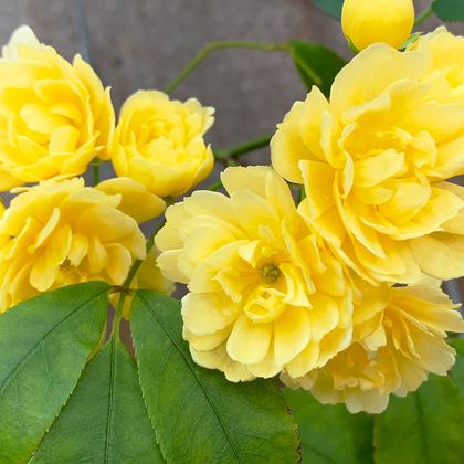 Yellow Lady Banks Climbing Rose | Thornless, Yellow Climbing Rose ...