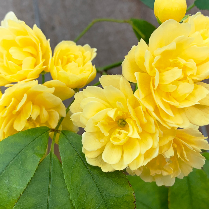 Yellow Lady Banks Climbing Rose | Thornless, Yellow Climbing Rose ...