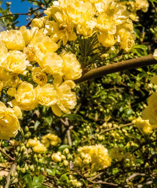 Yellow Lady Banks Climbing Rose | Thornless, Yellow Climbing Rose ...