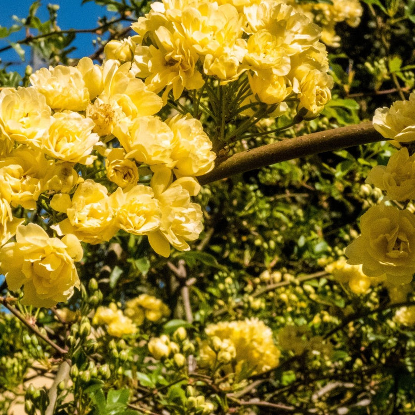 Yellow Lady Banks Climbing Rose | Thornless, Yellow Climbing Rose ...