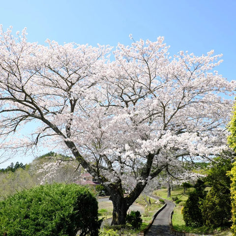 Yoshino Cherry Tree | Prunus x yedoensis – Simply Trees