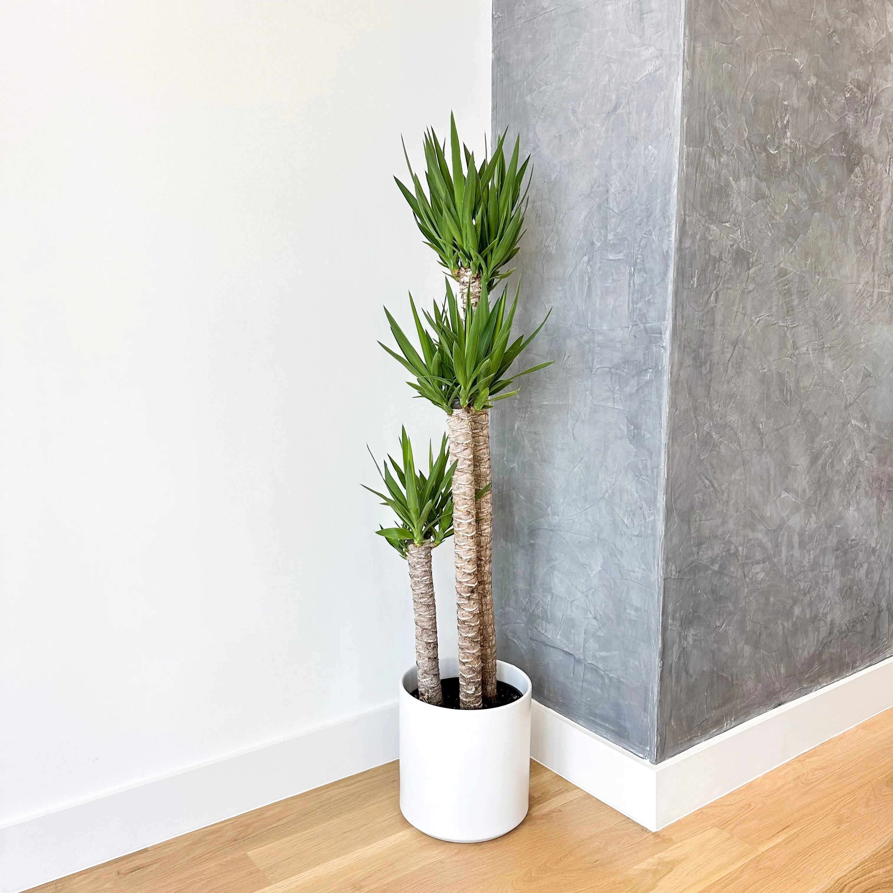 Yucca Cane | Low Maintenance Exotic Desert House Plant – Simply Trees